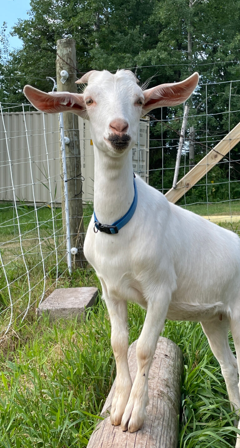 Your Beginner Goat Care Guide with Husbandry Tips and Humor
