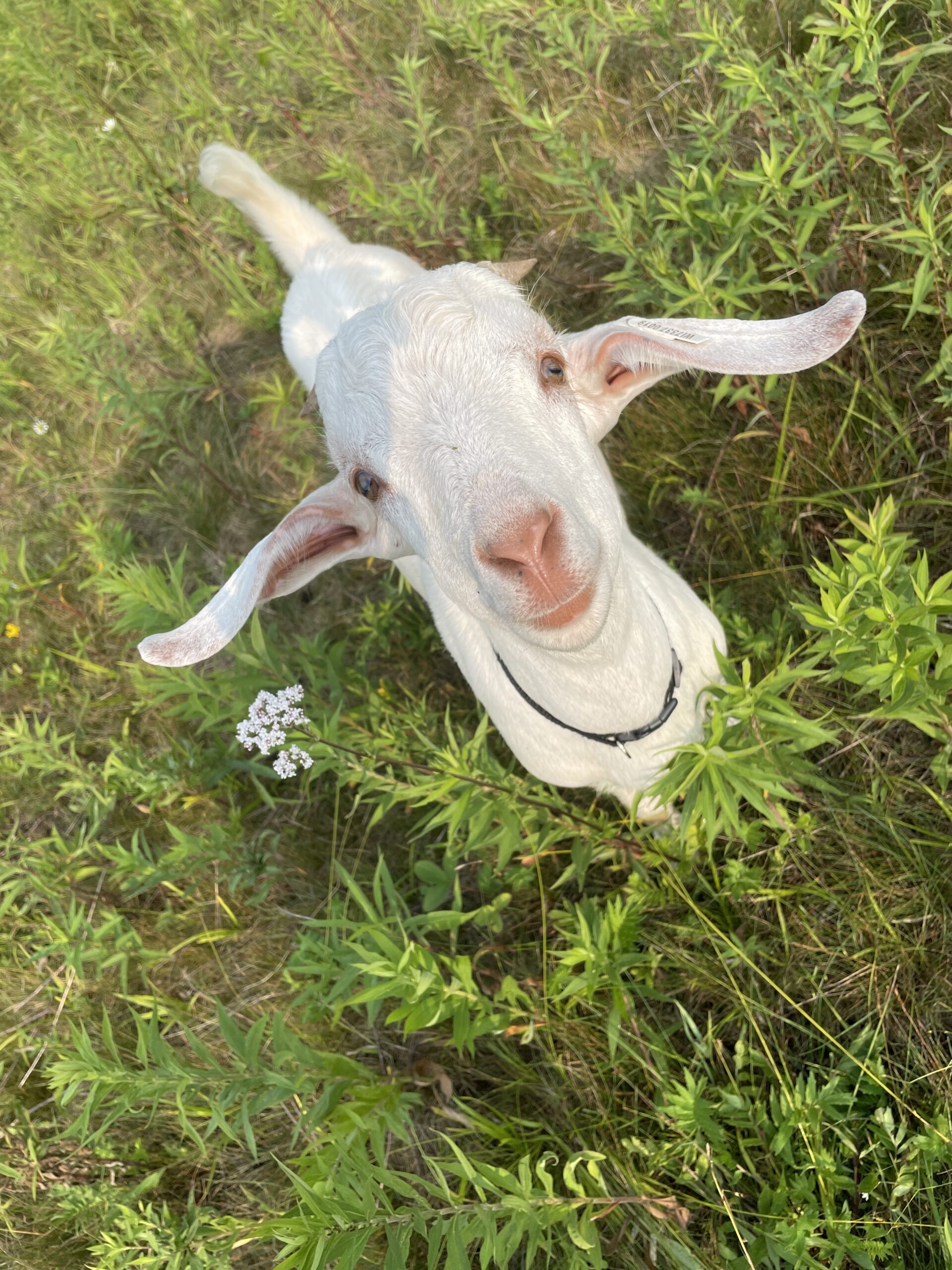 The Ultimate List of Punny Goat Names: 100+ Goat Pun Names