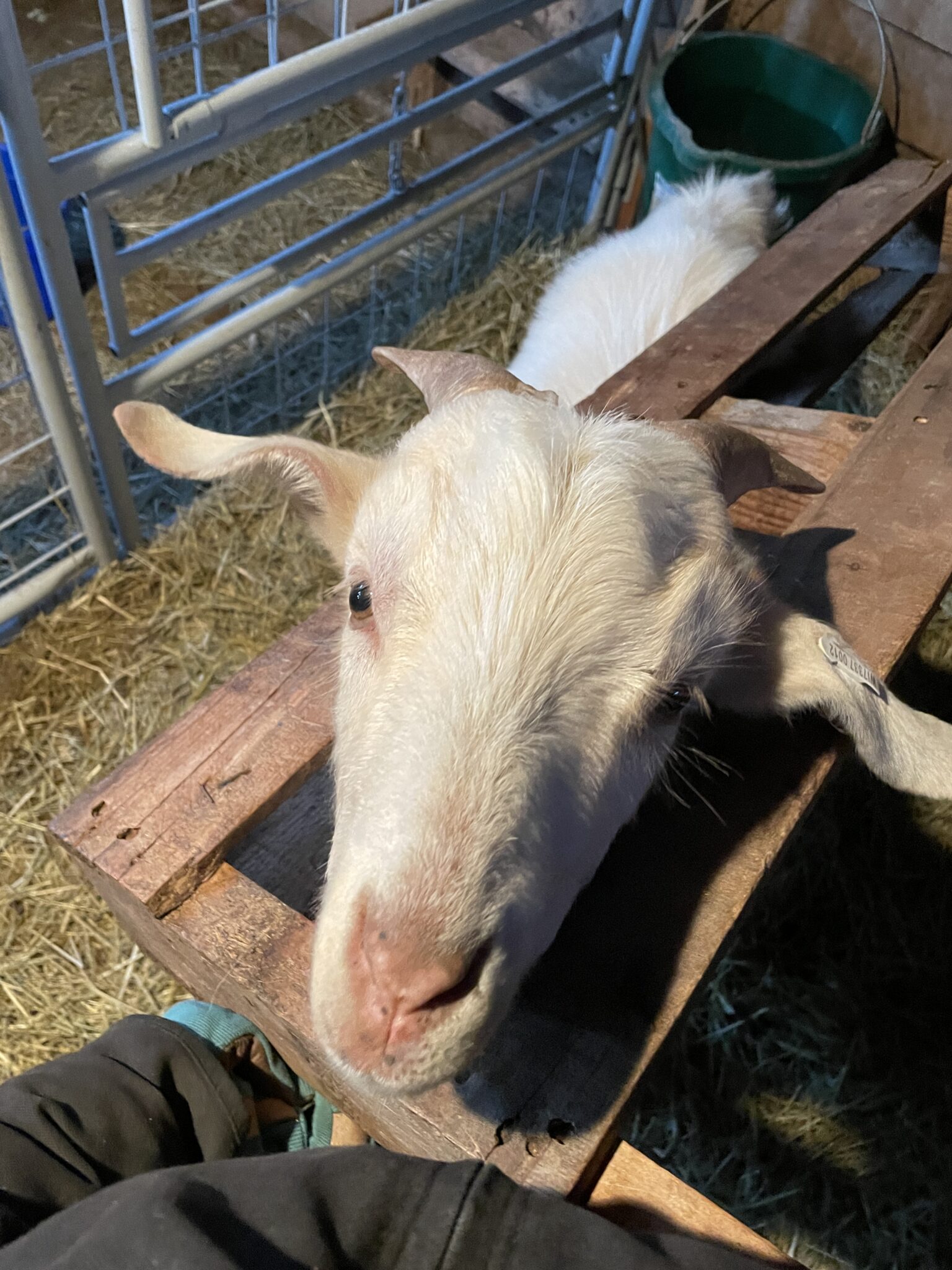 Your Beginner Goat Care Guide with Husbandry Tips and Humor