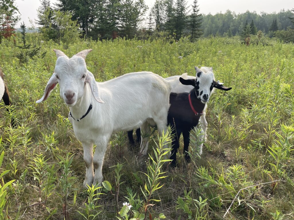 The Ultimate List of Punny Goat Names: 100+ Goat Pun Names