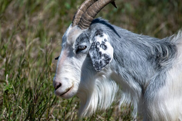 250+ Male Goat Names (Strong, Funny, and Perfect for Your Bucks