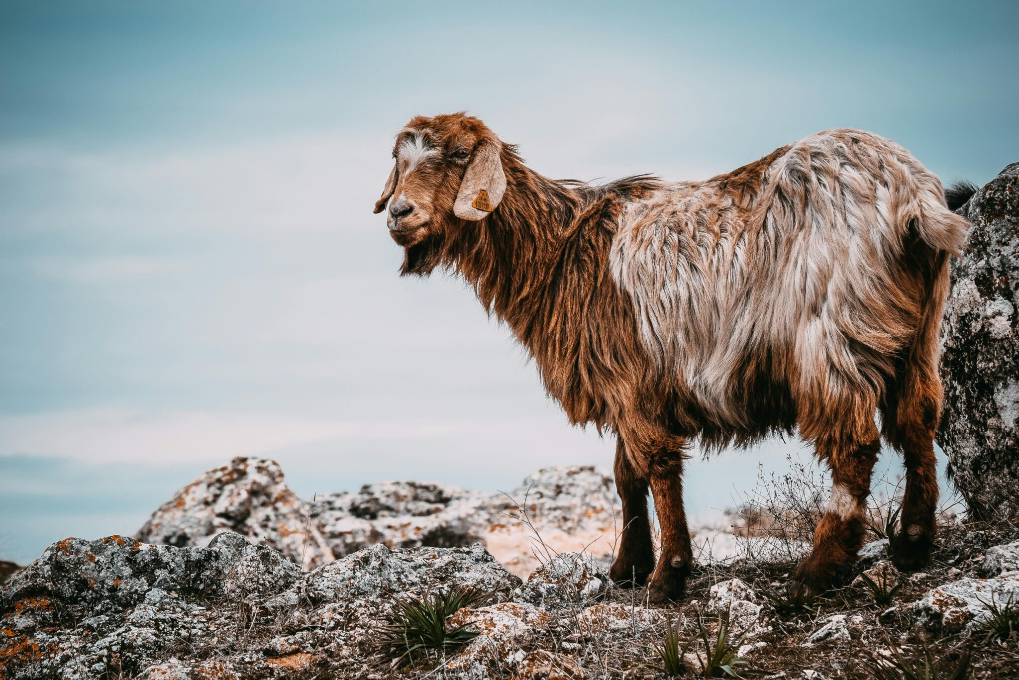 Your Beginner Goat Care Guide with Husbandry Tips and Humor